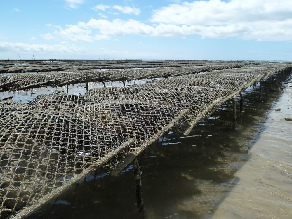 Acuicultura - Nuestras actividades